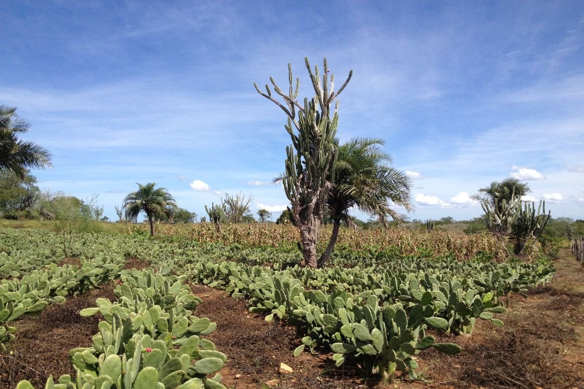 Caatinga - CartaCapital