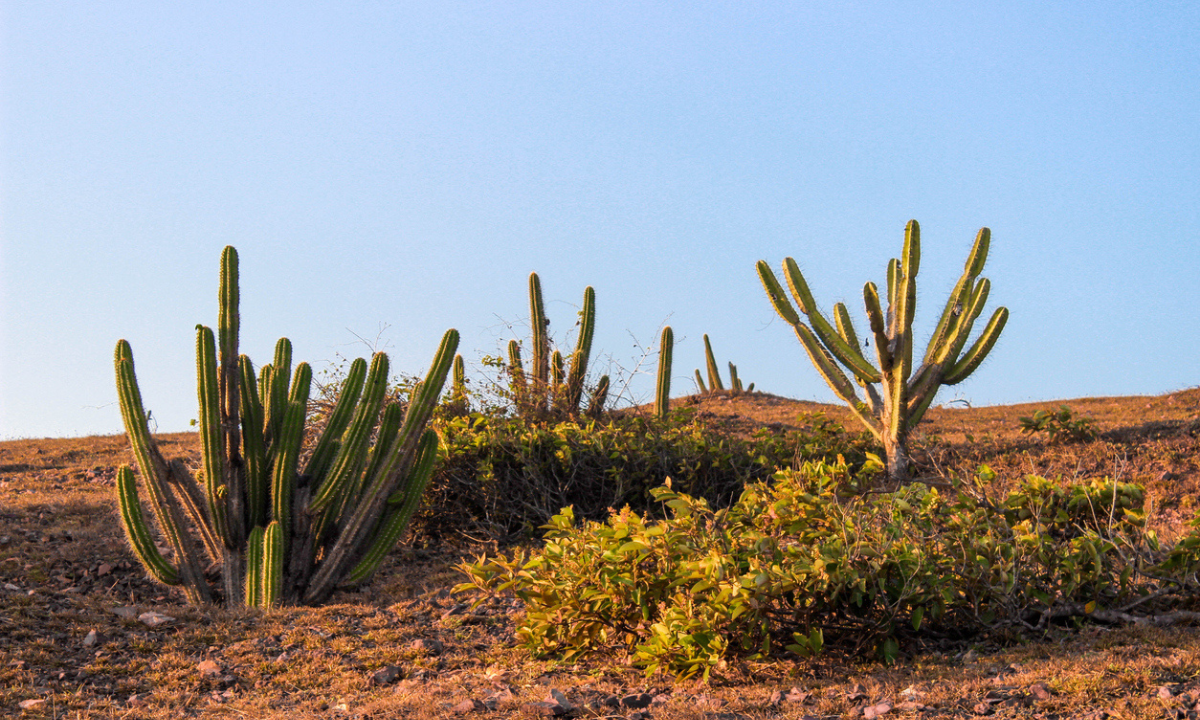 Caatinga perdeu 160 mil hectares de superfície desde 1985, aponta ...