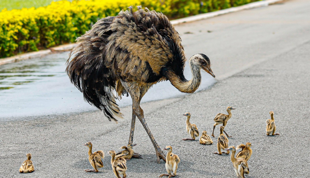 Lula celebra o nascimento de emas no Alvorada: 'Sem a ameaça de ...